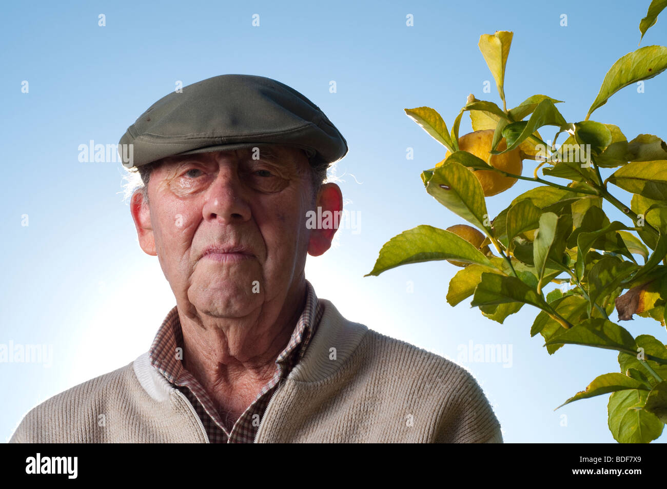Farmer picking lemons hi-res stock photography and images - Alamy