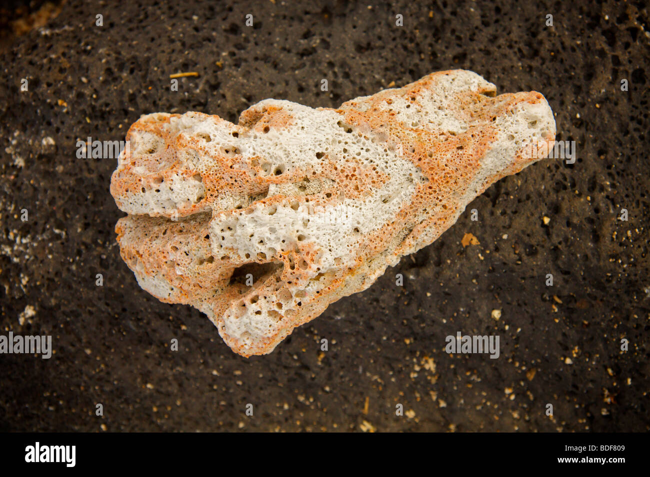 Coral skeleton on black lava rock Stock Photo - Alamy