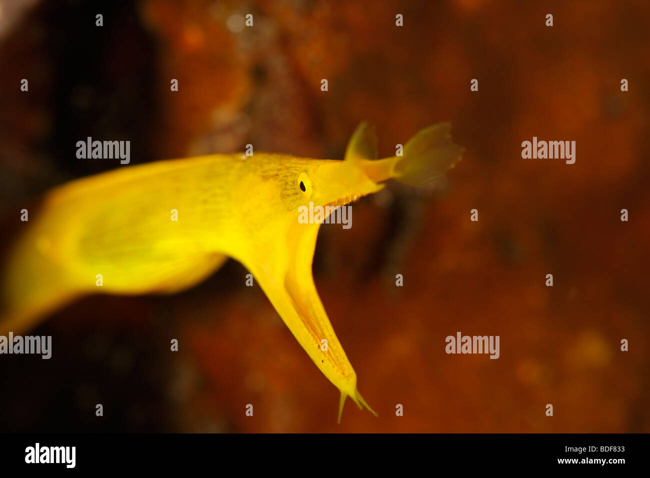 Ribbon Eel (Rhinomuraena quaesita), female Stock Photo - Alamy