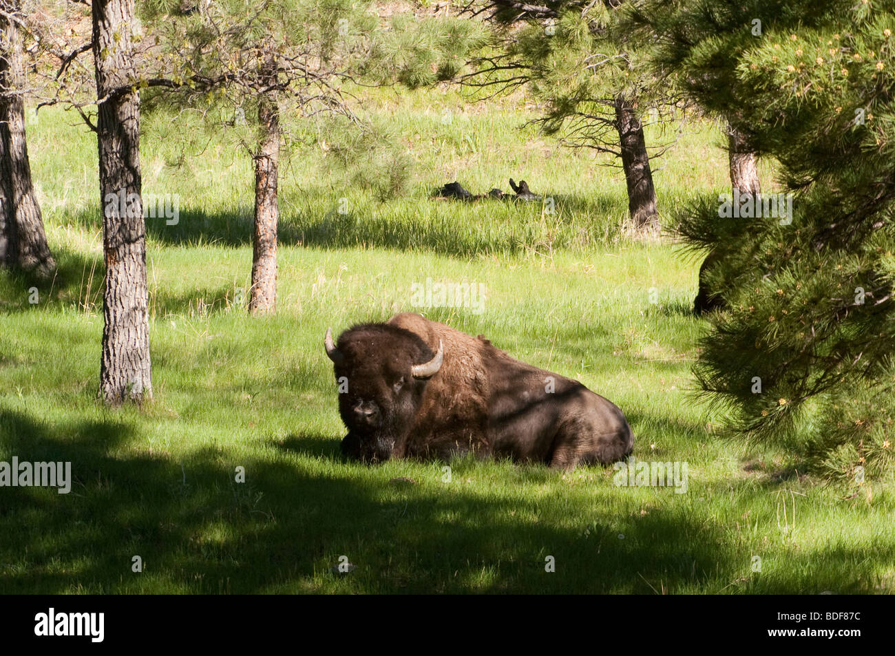 American Bison along the Custer State Park Wildlife Loop in the Blak ...