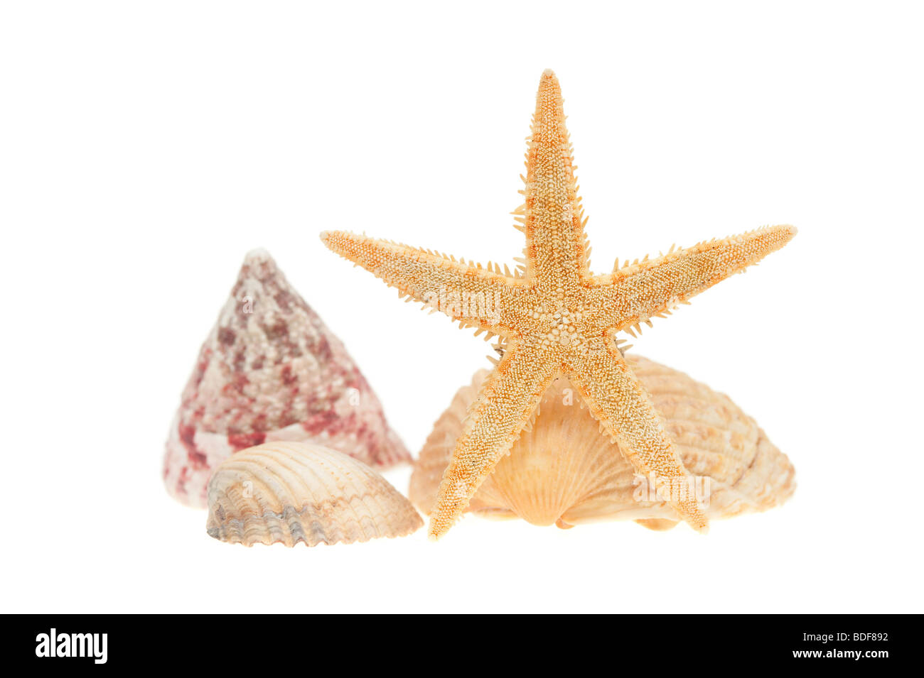 sea shells and starfish isolated on a white background Stock Photo - Alamy