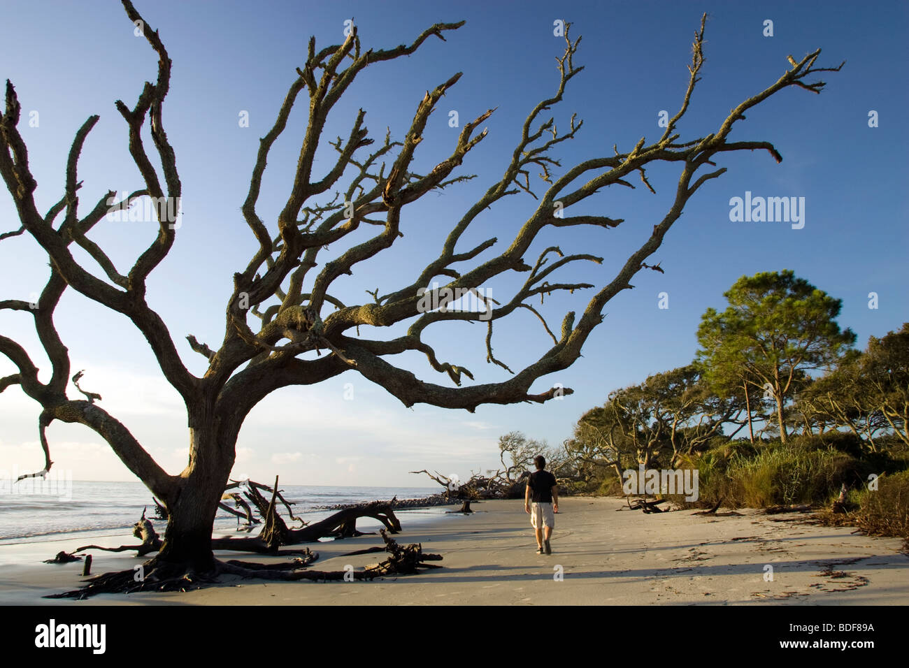 Driftwood Beach - Jekyll Island, Georgia USA Stock Photo - Alamy