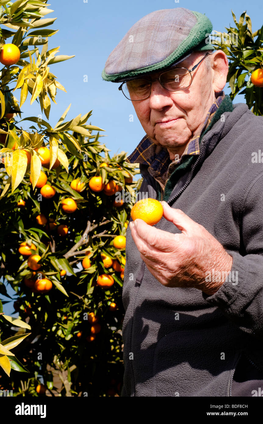 Senior man picking lemon from fruit tree Stock Photo - Alamy