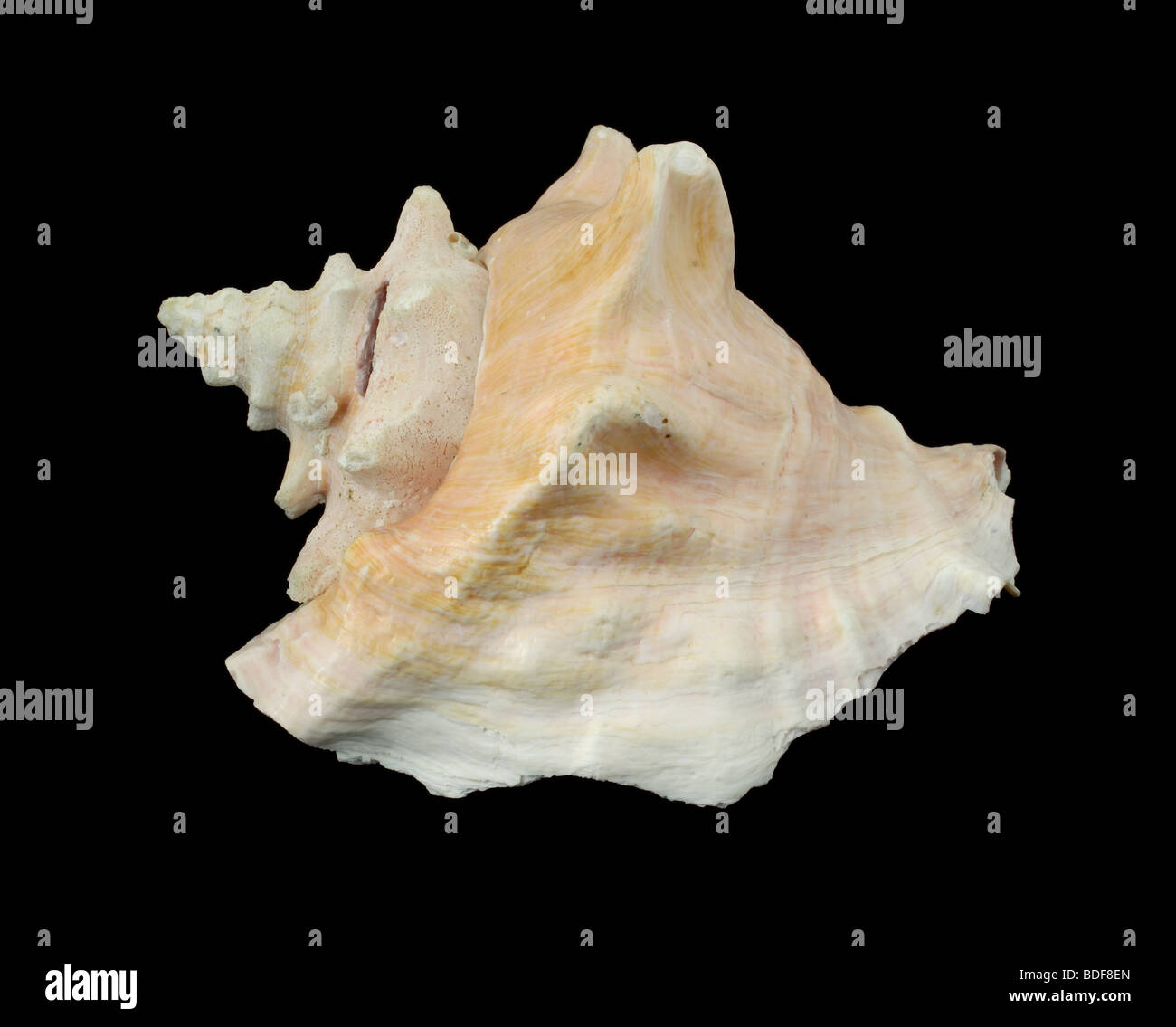 Conch shell black and white hi-res stock photography and images - Alamy