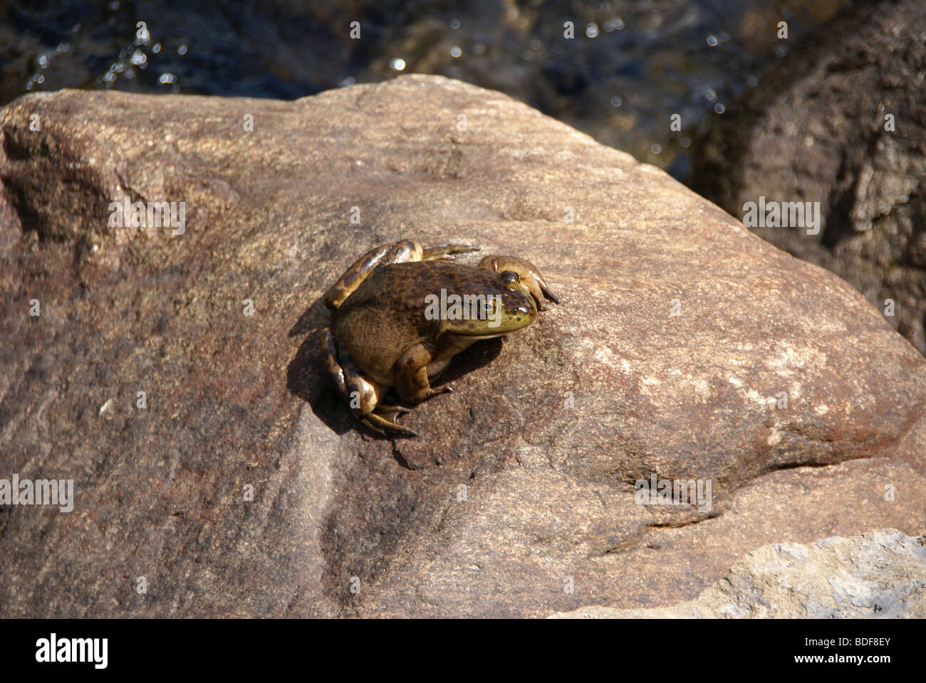 Bullfrog rock hi-res stock photography and images - Alamy