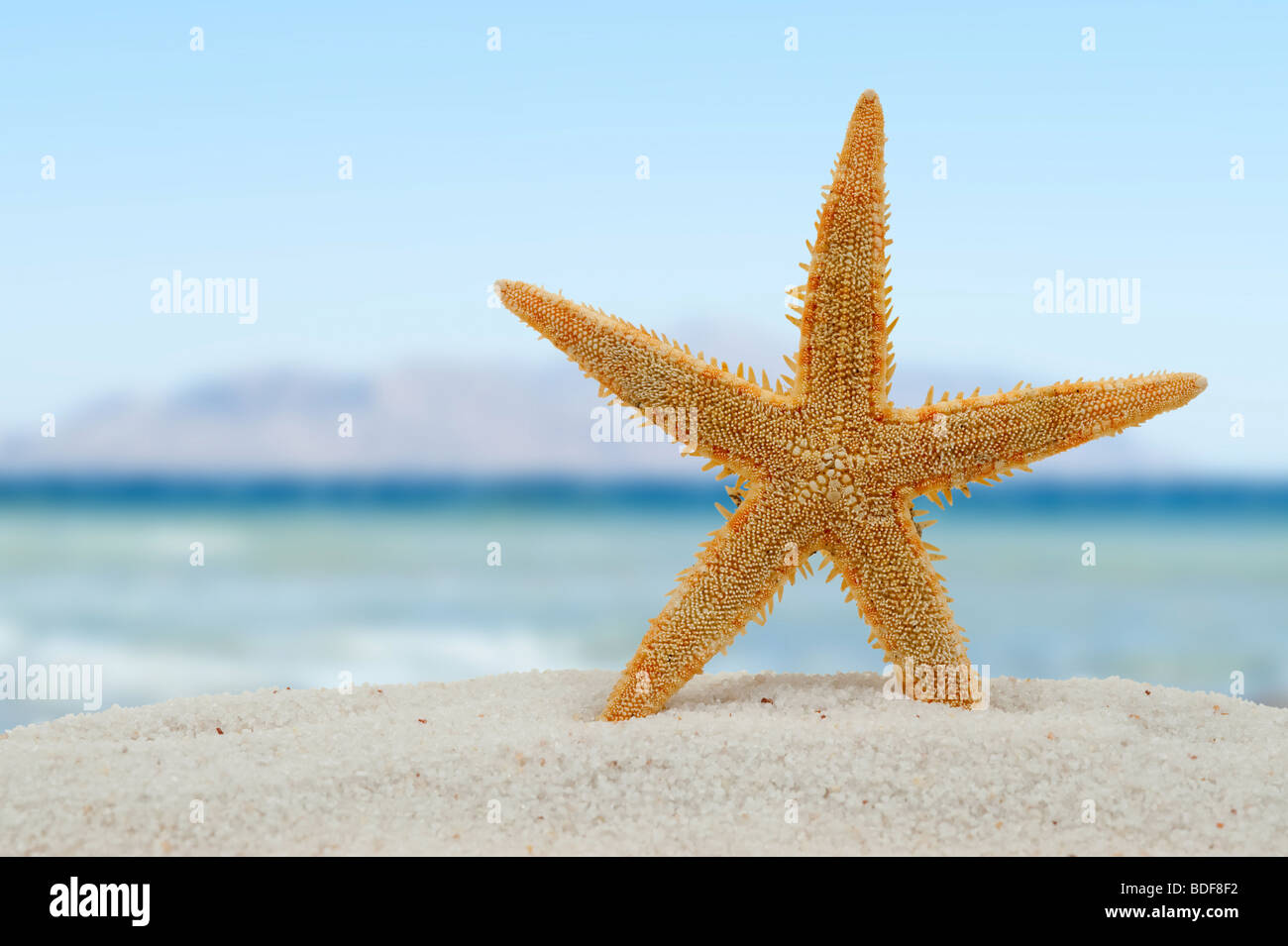 Starfish in detail hi-res stock photography and images - Alamy