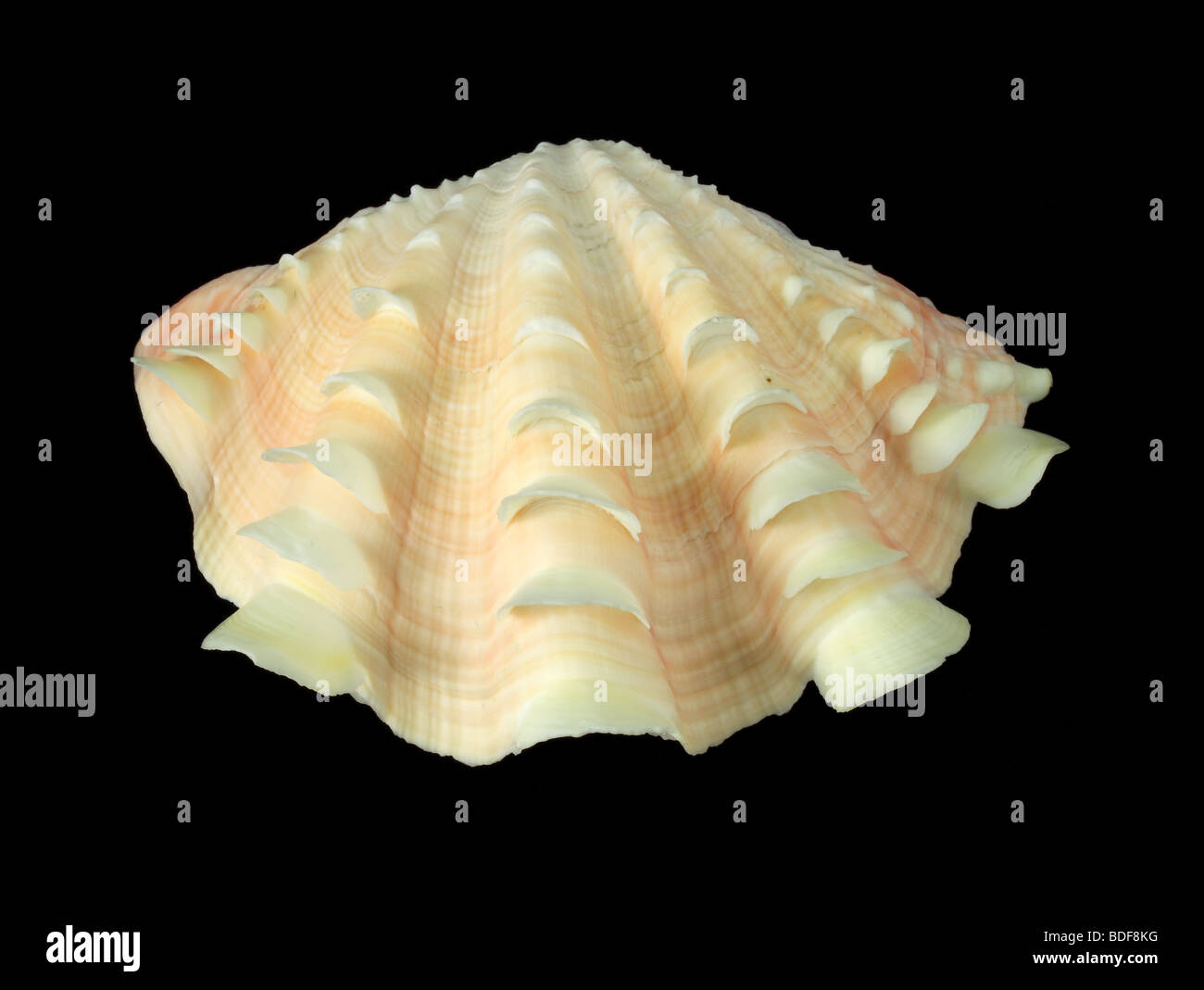 Seashell ridges hi-res stock photography and images - Alamy