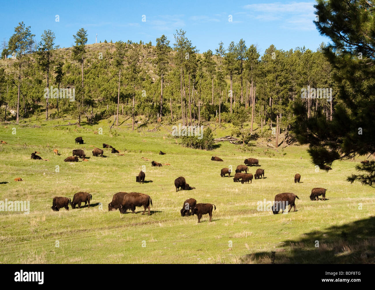 American Bison along the Custer State Park Wildlife Loop in the Blak ...