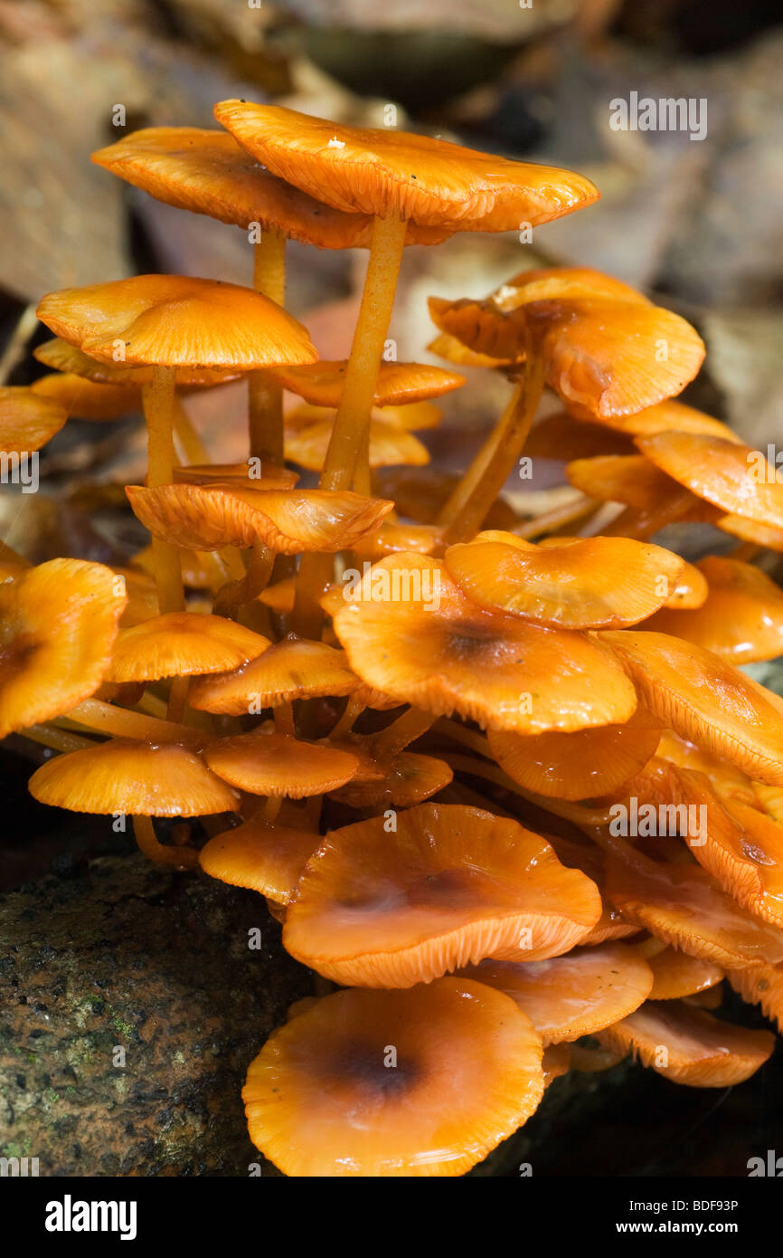 Orange Mushrooms Stock Photos & Orange Mushrooms Stock Images - Alamy Orange Mushrooms Stock Photos & Orange Mushrooms Stock Images - Alamy
