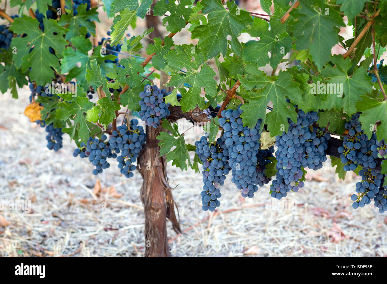 Hanging bunches merlot grapes hi-res stock photography and images - Alamy