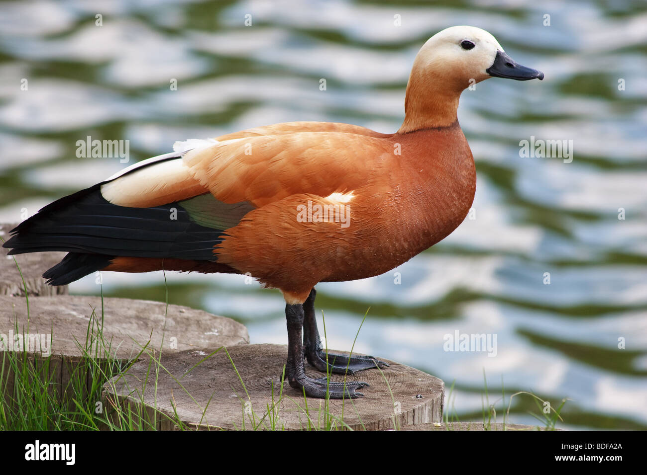 Wild bird in a natural habitat. Wildlife Photography Stock Photo - Alamy
