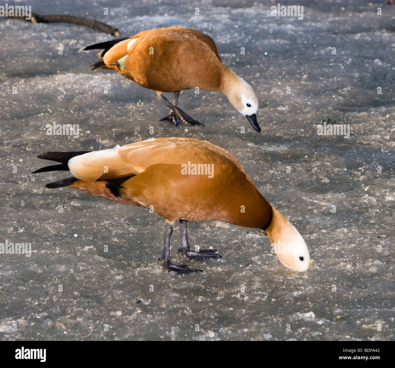 Wild bird in a natural habitat. Wildlife Photography Stock Photo - Alamy
