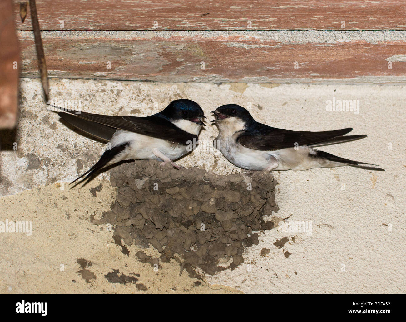 House martin nest hi-res stock photography and images - Alamy