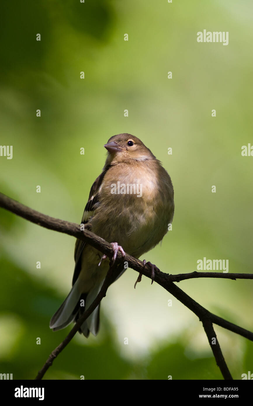 Young chaffinch hi-res stock photography and images - Alamy