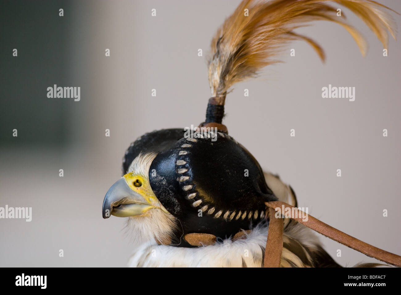 Head of the falcon in a cucullus Stock Photo - Alamy