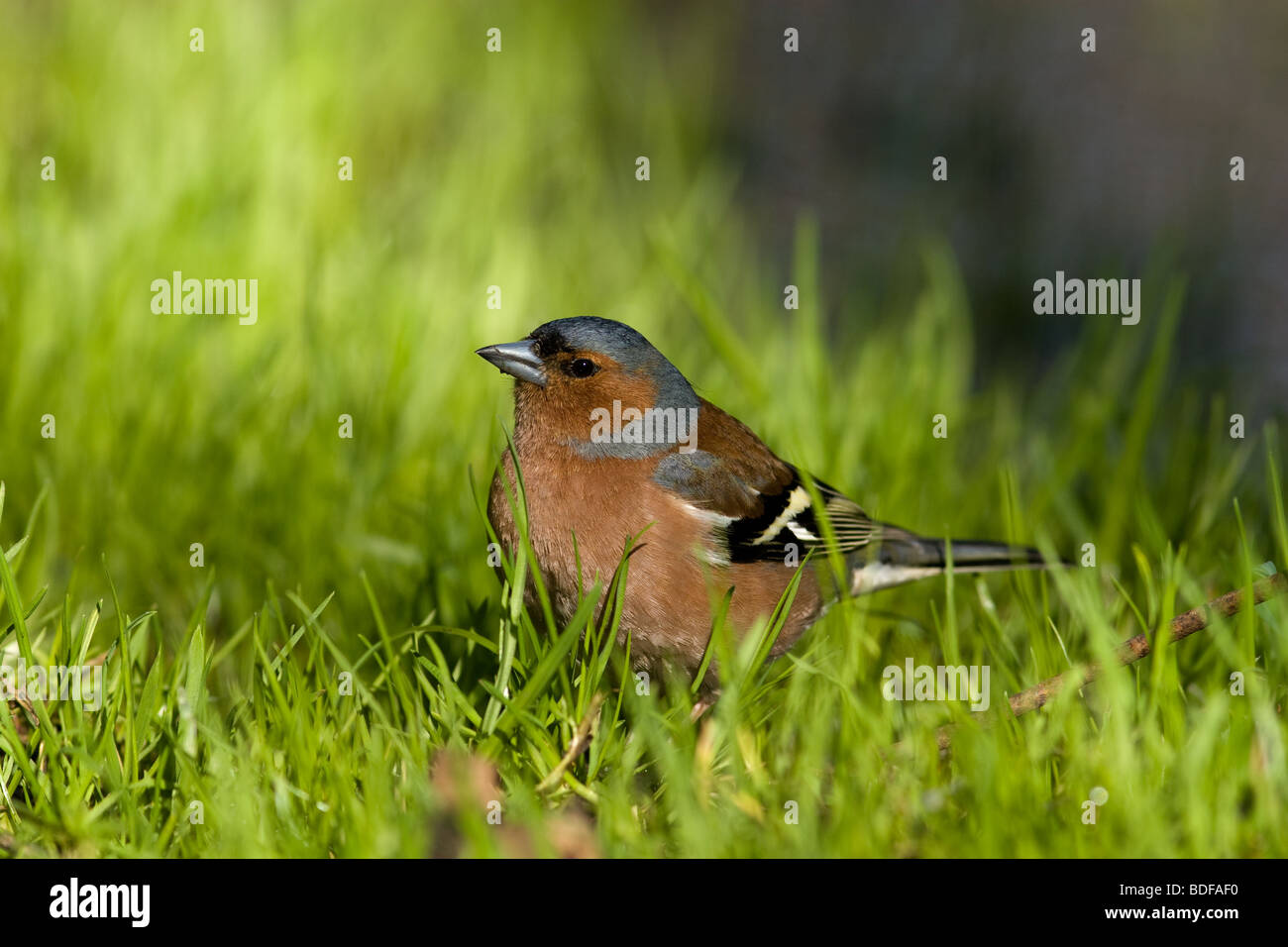 Chaffinch in grass hi-res stock photography and images - Alamy