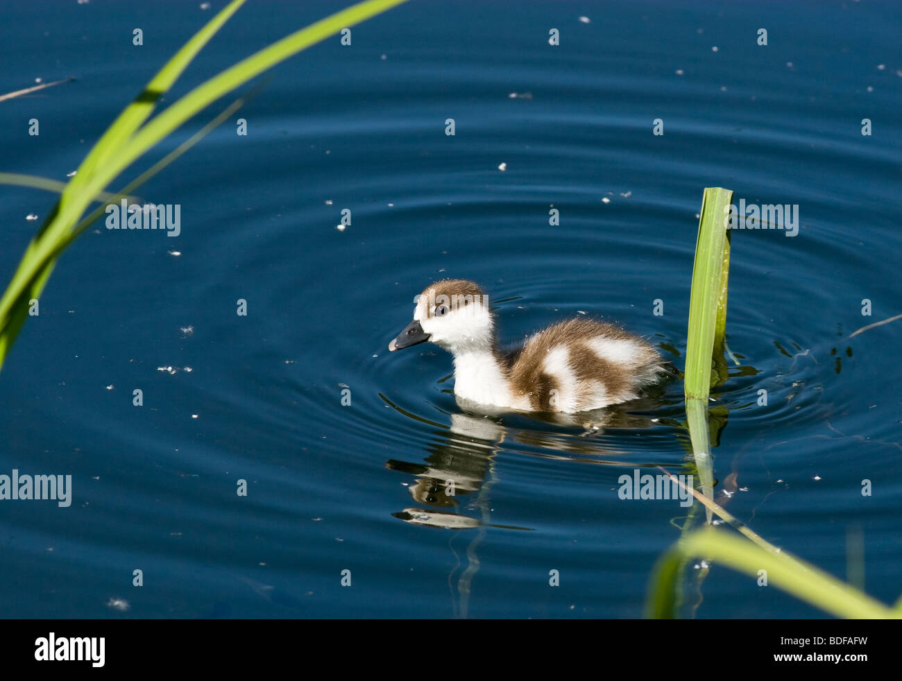 The small lovely duckling floats in dark blue water Stock Photo - Alamy