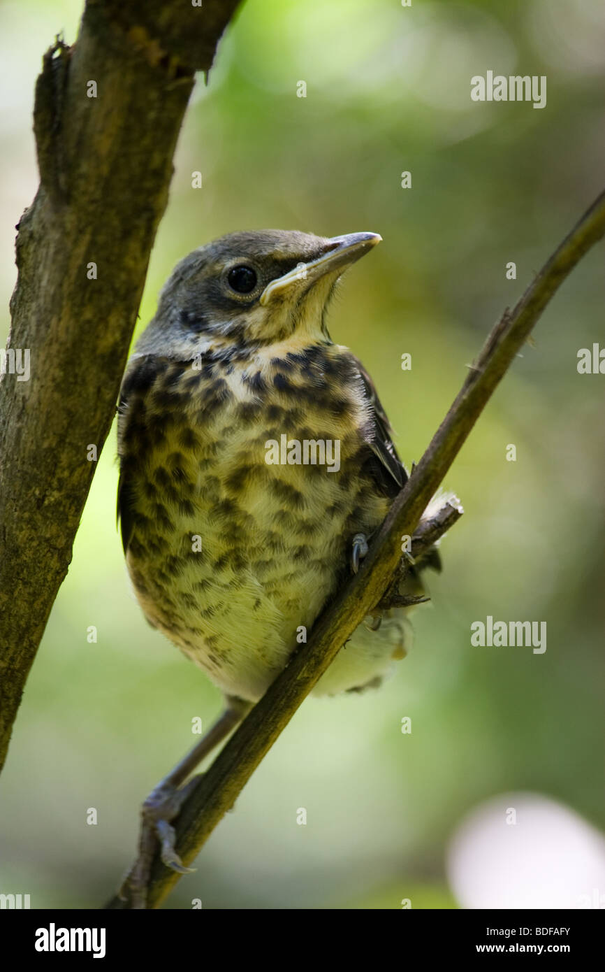 Wild bird in a natural habitat. Wildlife Photography Stock Photo - Alamy