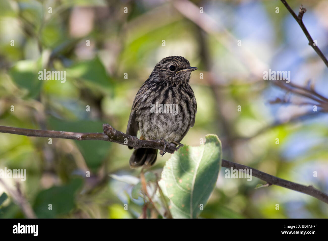 Bluethroat. The young baby bird perching on a branch of the tree Stock ...