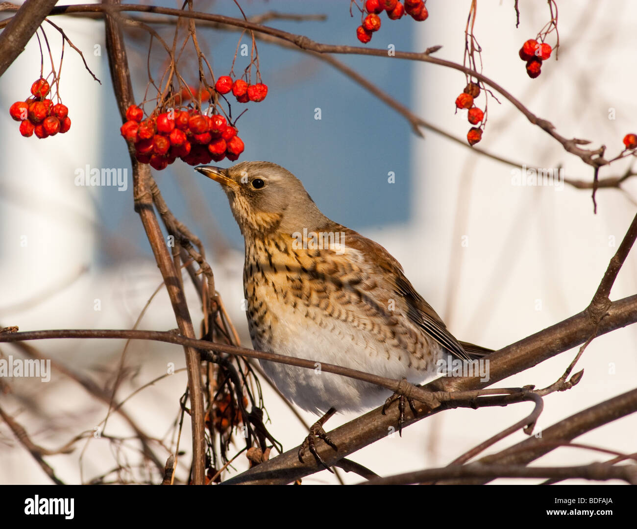 Ouzel Bird High Resolution Stock Photography and Images - Alamy