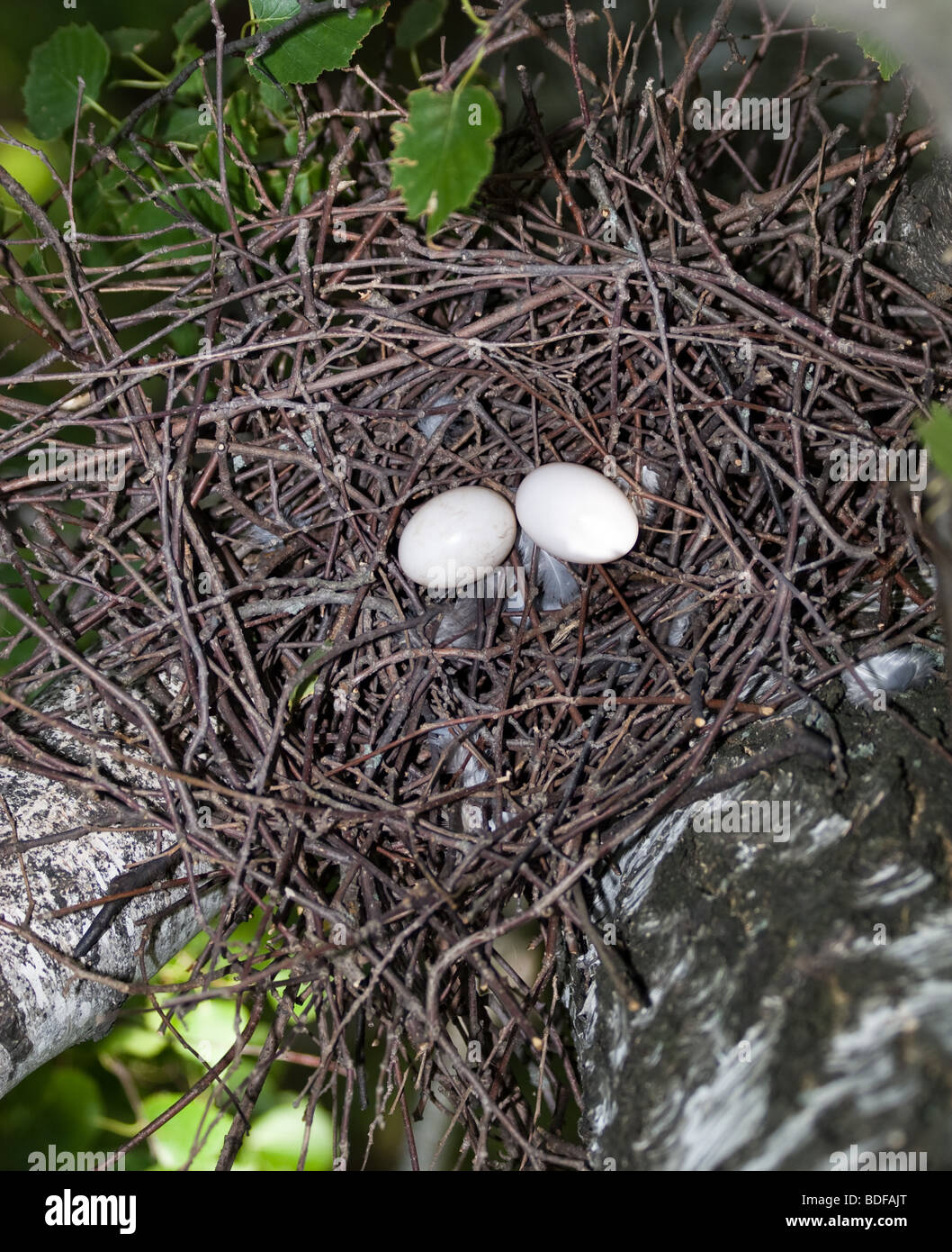 The nest. Russia, the Ryazan region, Pronsky area, village Denisovo ...