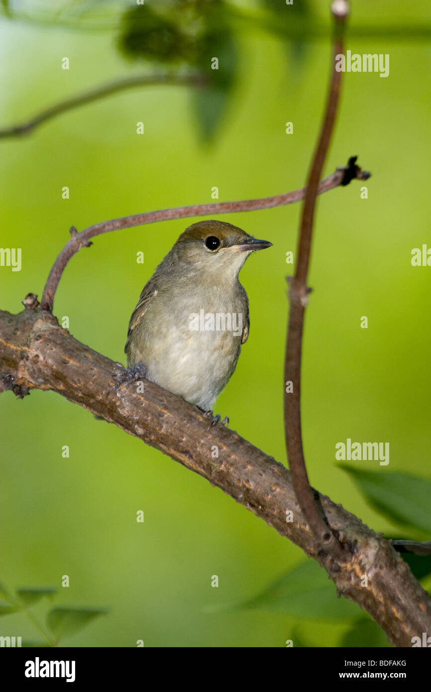 Wild bird in a natural habitat. Wildlife Photography Stock Photo - Alamy