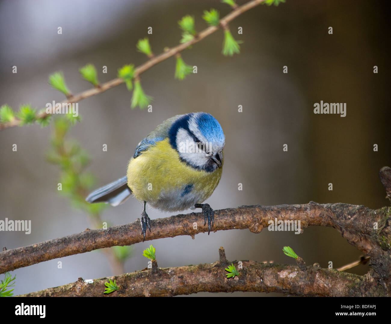 Wild bird in a natural habitat. Wildlife Photography Stock Photo - Alamy