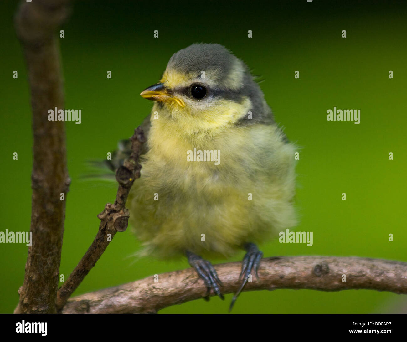 Wild bird in a natural habitat. Wildlife Photography Stock Photo - Alamy