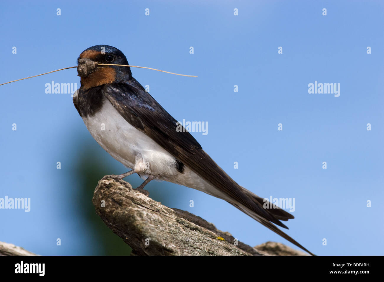 Wild bird in a natural habitat. Wildlife Photography Stock Photo - Alamy