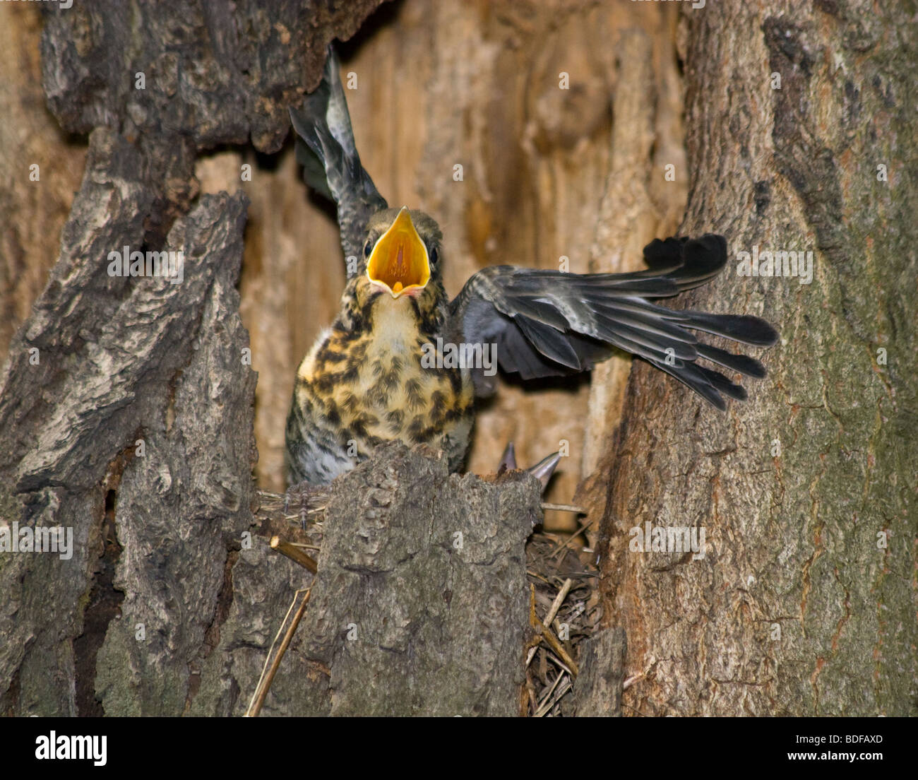 Wild bird in a natural habitat. Wildlife Photography Stock Photo - Alamy