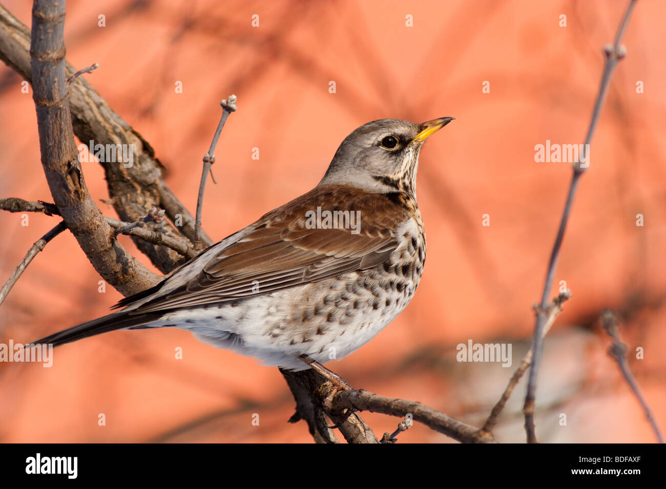 Ouzel bird hi-res stock photography and images - Alamy