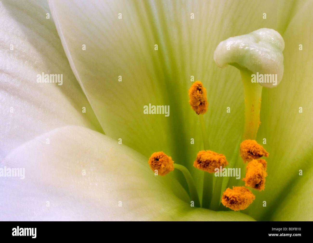 Marco shot hi-res stock photography and images - Alamy