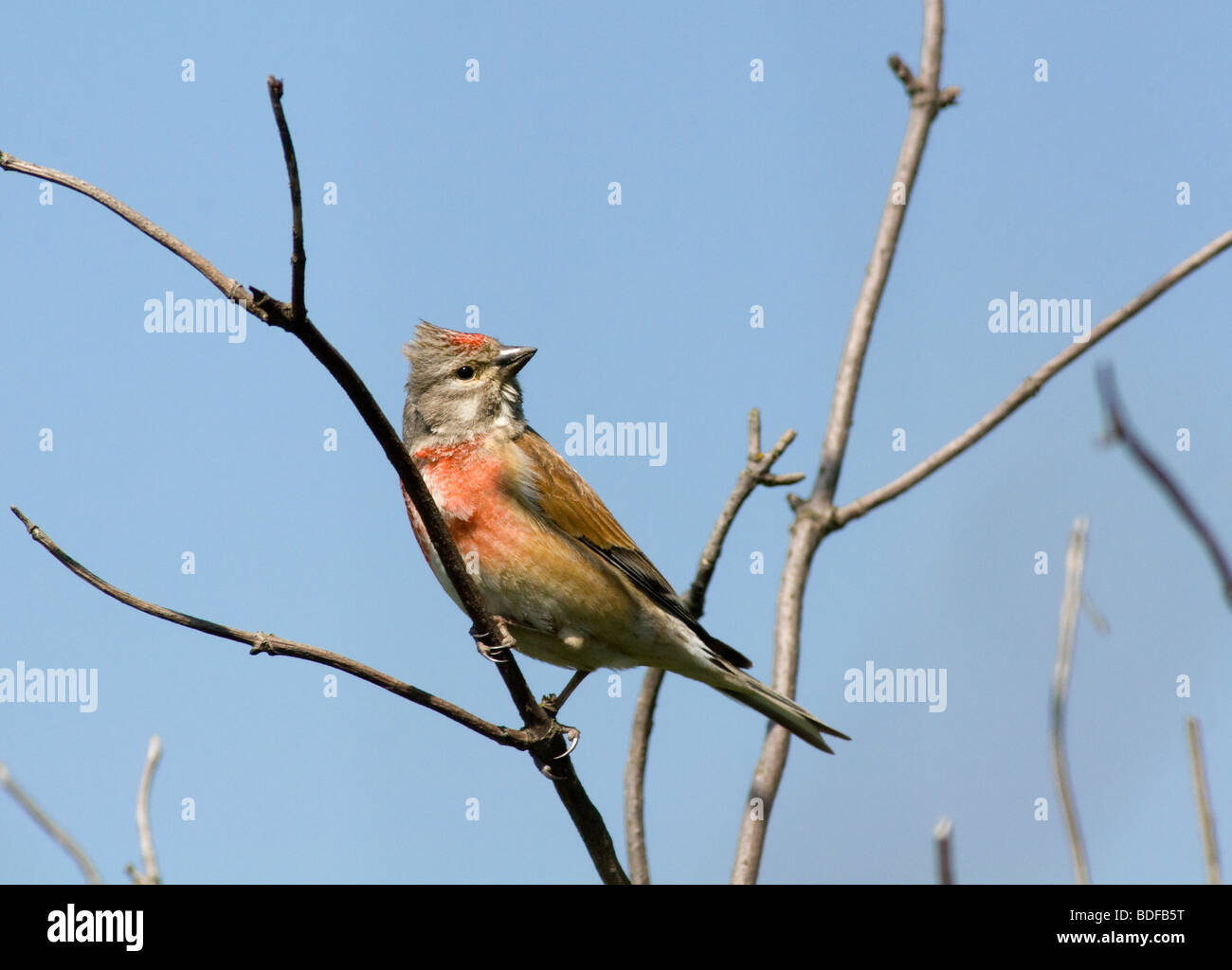 Lintwhite hi-res stock photography and images - Alamy