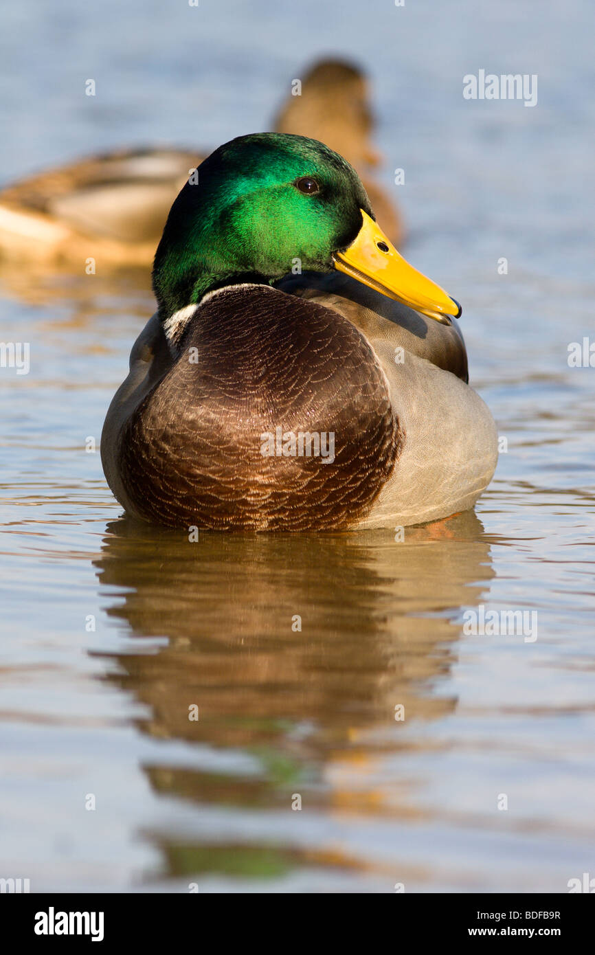 Photo of a drake close up. Looks in a camera. Close up photo showing ...