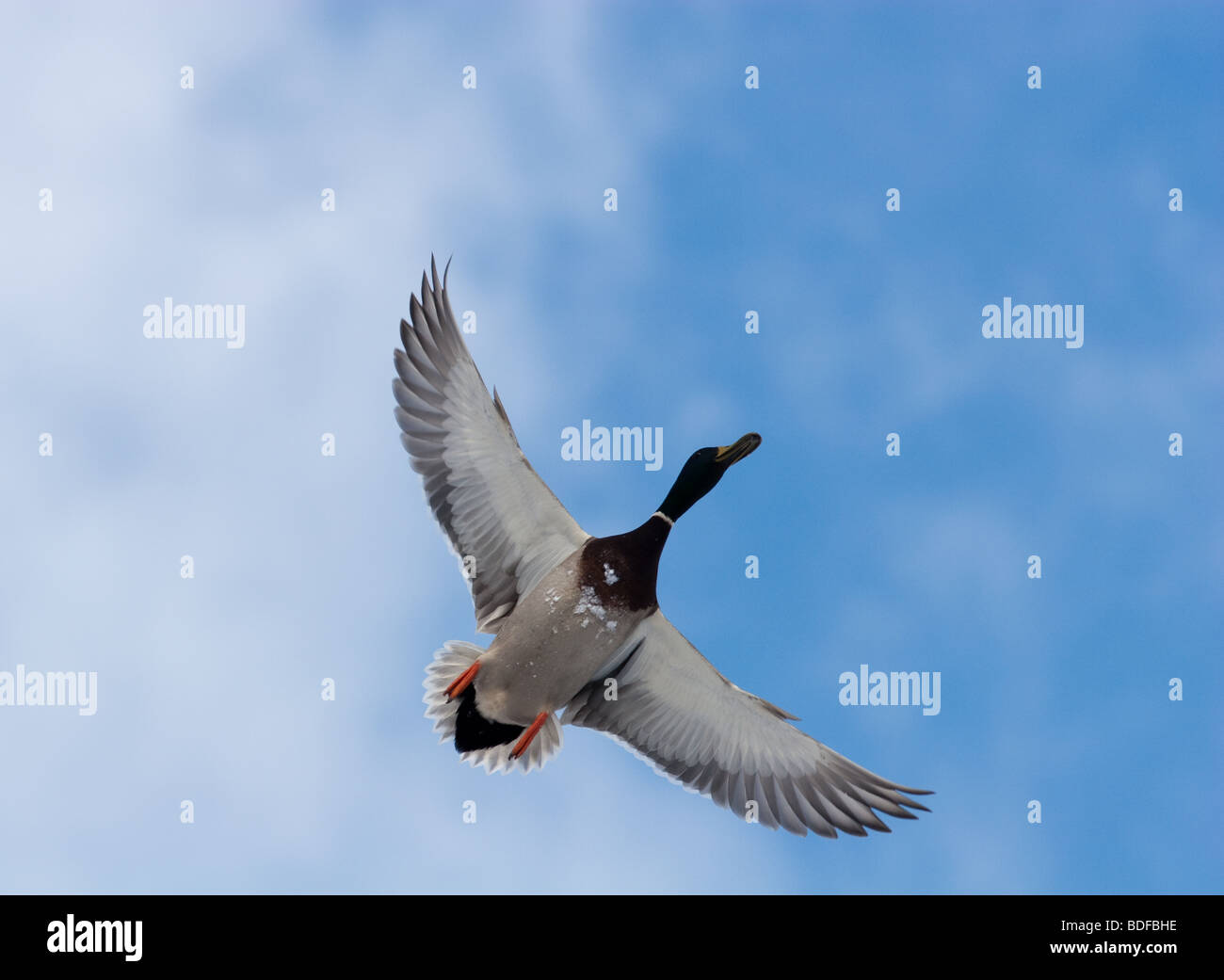 Mallard drake silhouette hi-res stock photography and images - Alamy