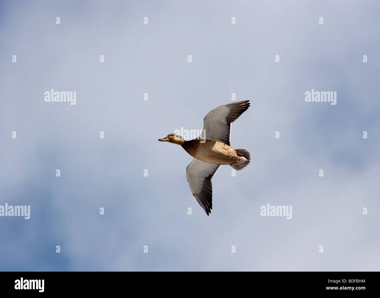 In the sky the wild duck flies. A short distance for a shot Stock Photo ...