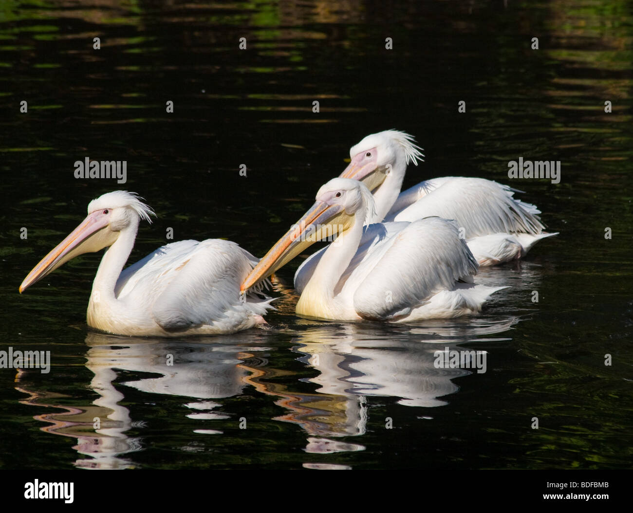 A pelican is a large water bird with a distinctive pouch under the beak ...