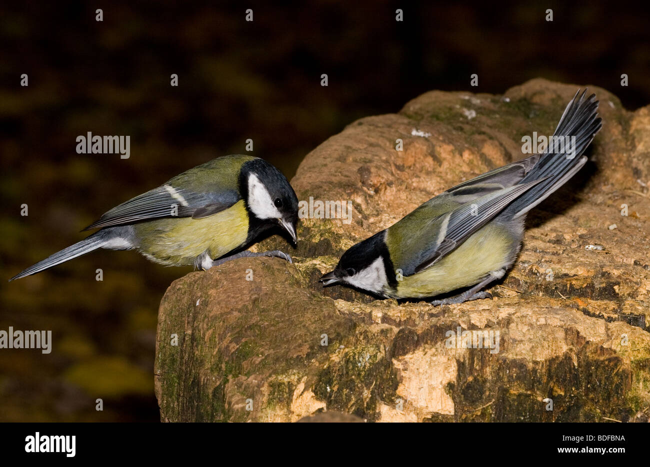 Wild bird in a natural habitat. Wildlife Photography Stock Photo - Alamy