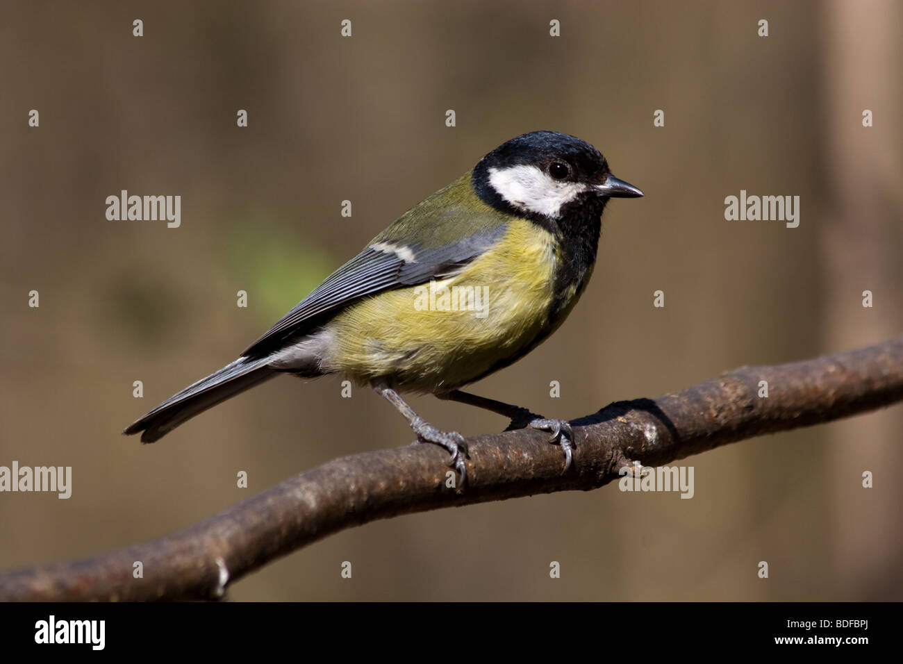 Wild bird in a natural habitat. Wildlife Photography Stock Photo - Alamy