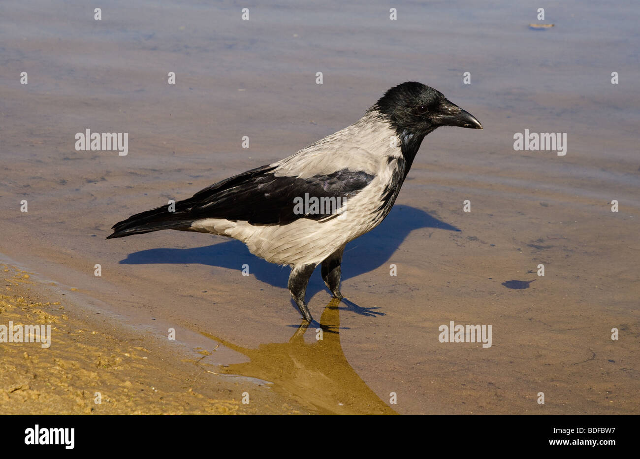 Raven costs on river bank in water Stock Photo - Alamy