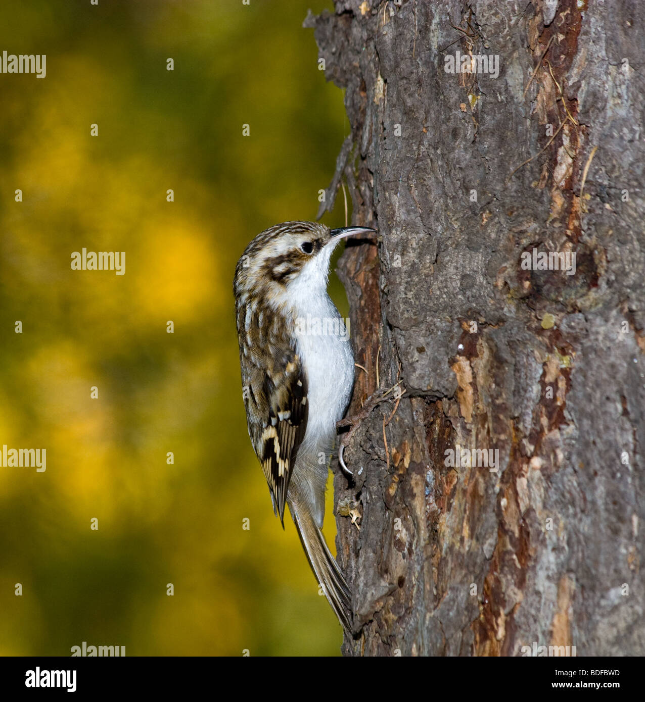 Tree creeper hi-res stock photography and images - Alamy