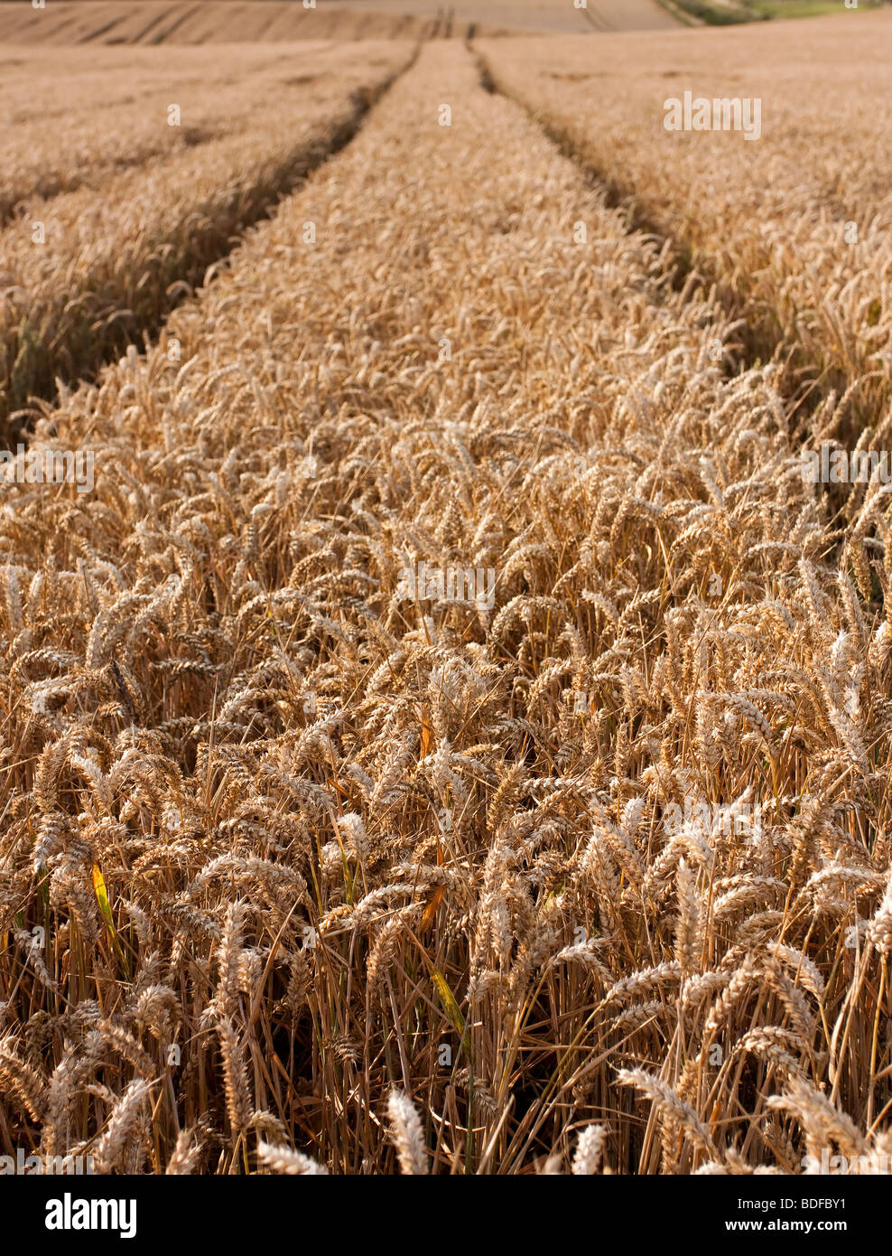 Grain before harvest hi-res stock photography and images - Alamy