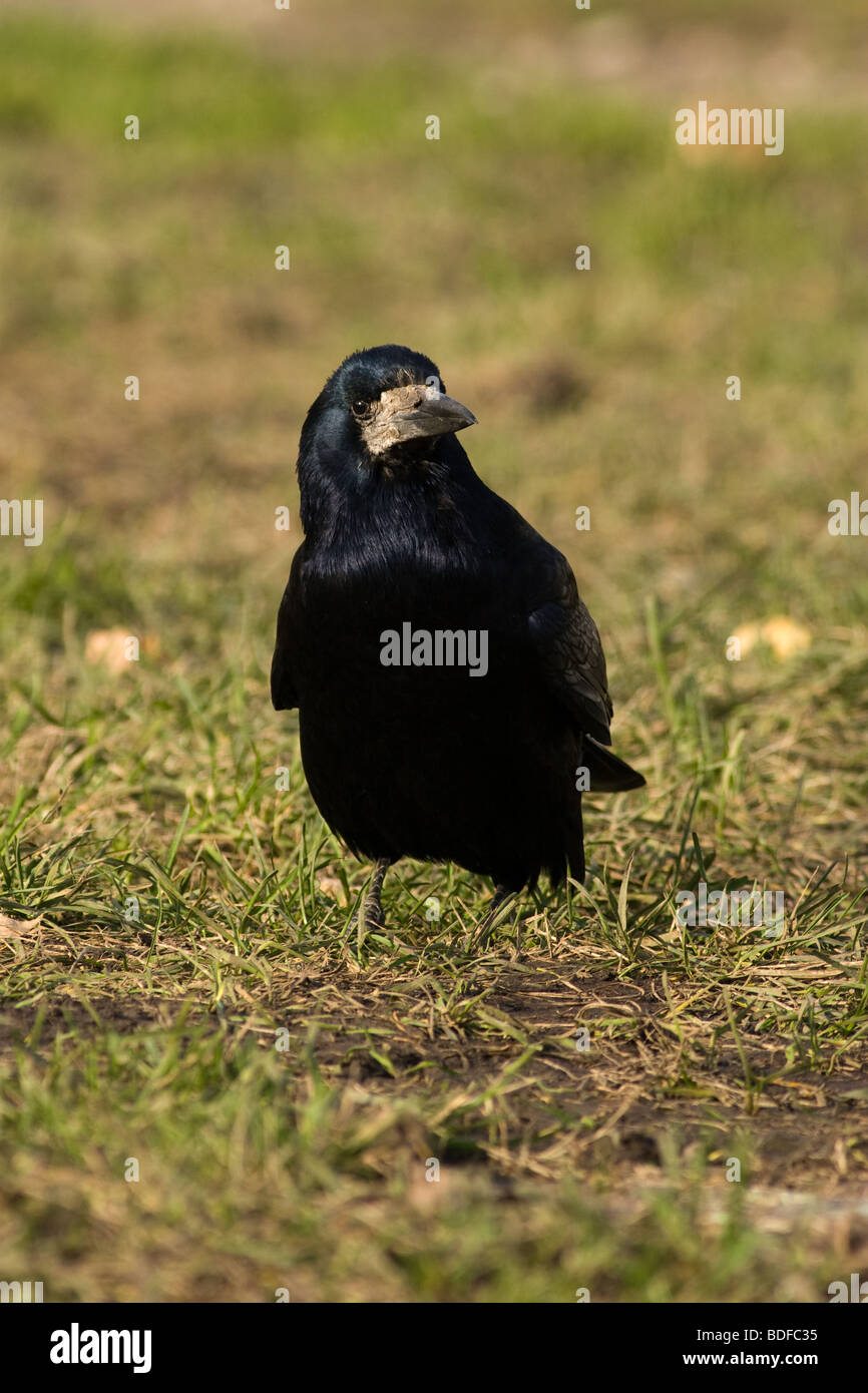The adult rook costs on the earth and looks in a camera Stock Photo - Alamy