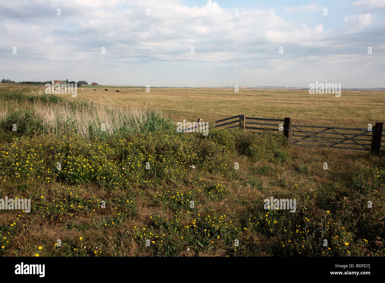 Elmley reserve hi-res stock photography and images - Alamy