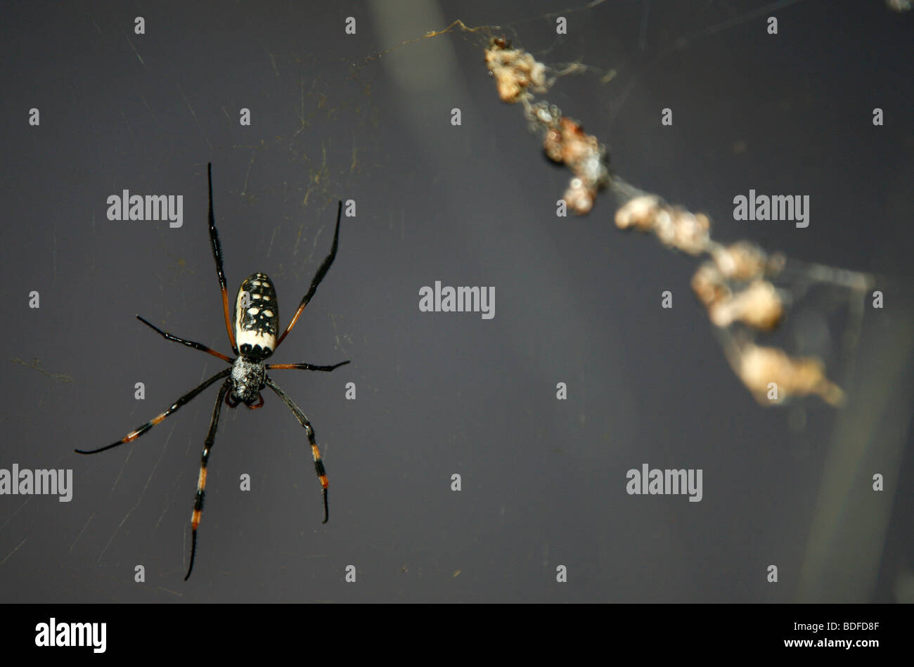 Golden Arb Spider with Nest. Waterberg National Park. Limpopo. South ...