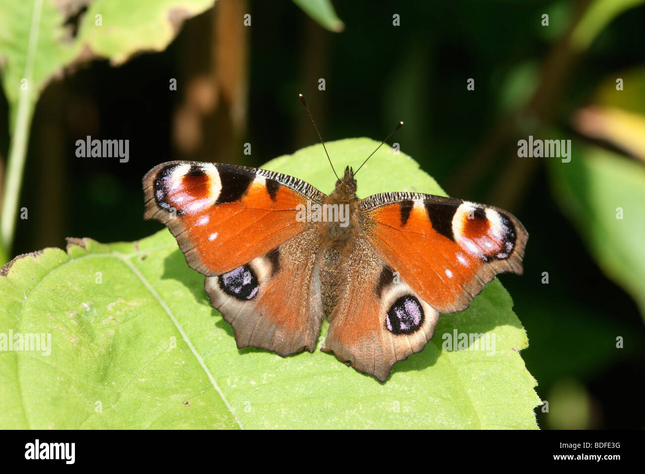 Inachis io hi-res stock photography and images - Alamy