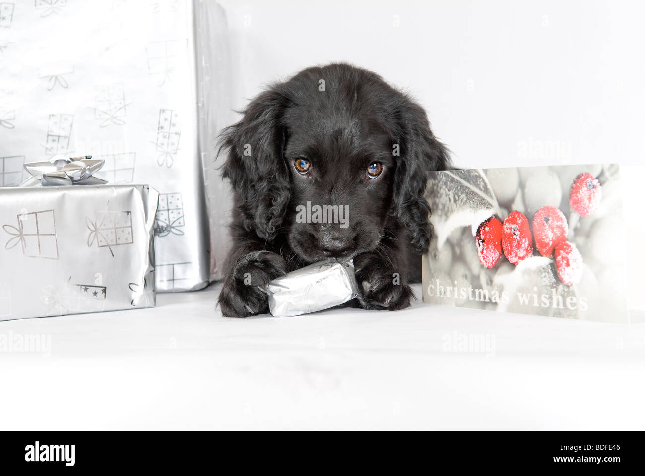 10 week old Cocker Spaniel puppy Stock Photo - Alamy