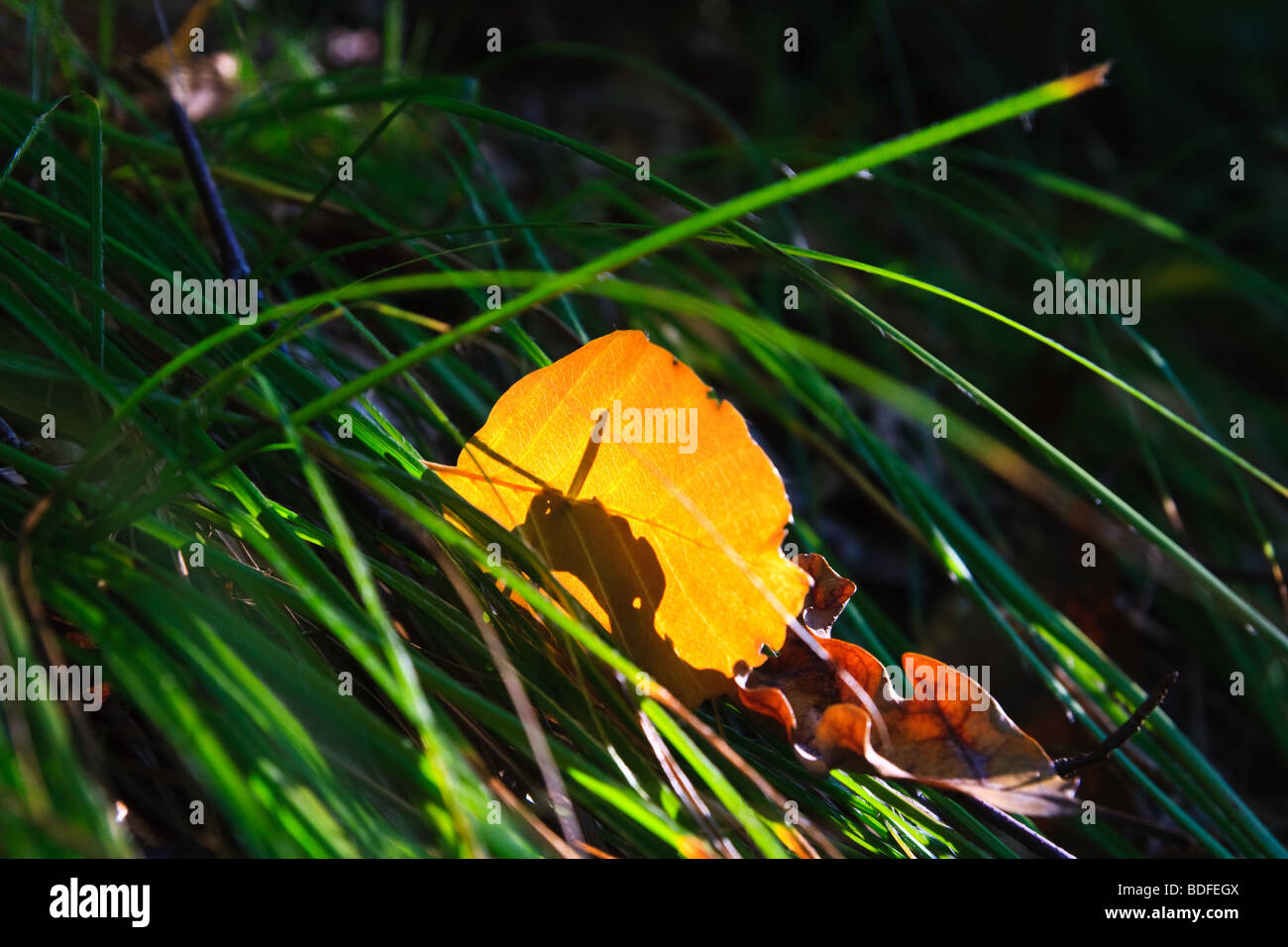 Backlight backlit leaf leaves hi-res stock photography and images - Alamy