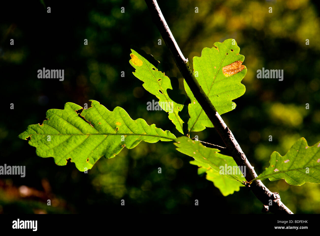 Backlit oak tree hi-res stock photography and images - Alamy