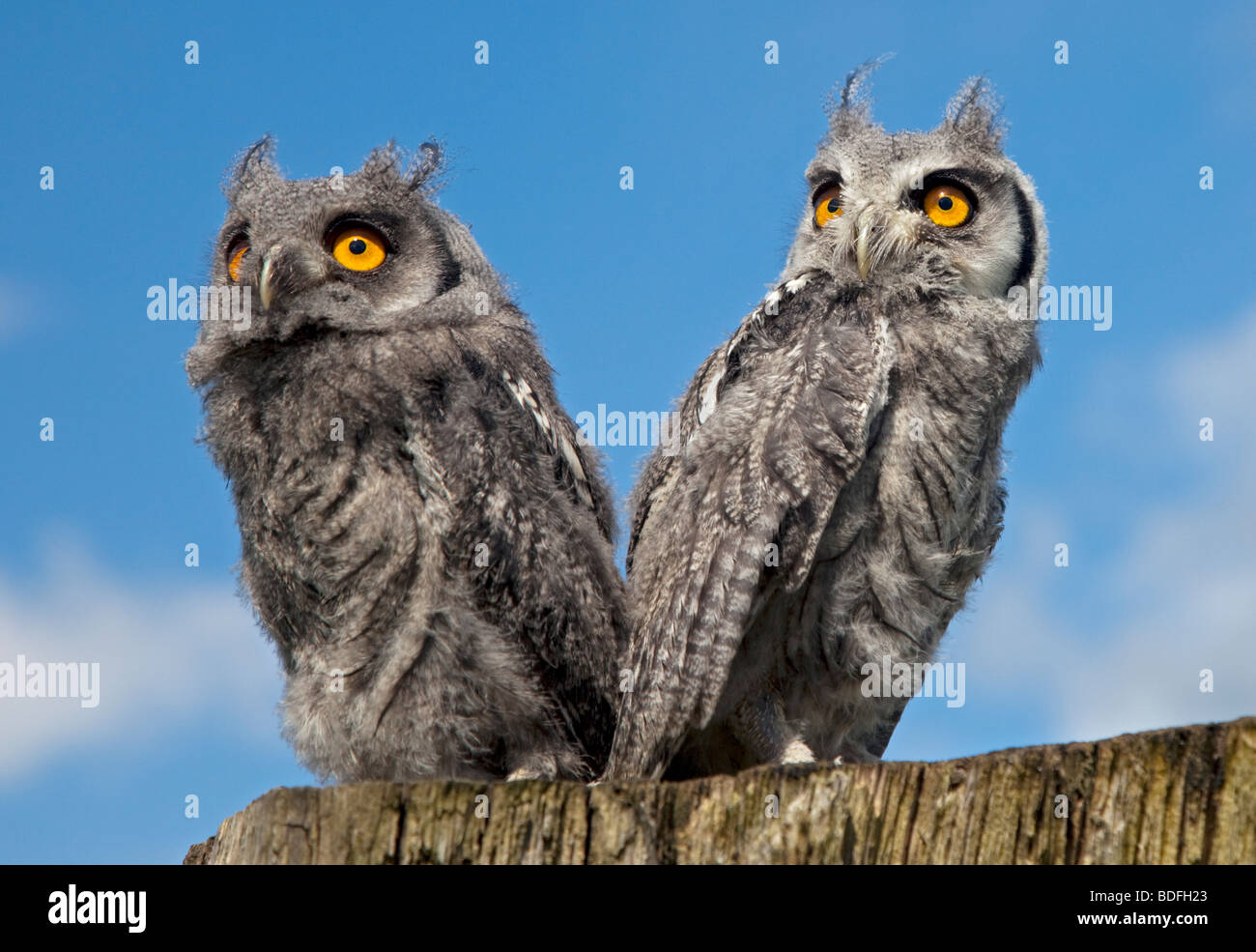 Northern white faced owls ptilopsis leucotis hi-res stock photography ...